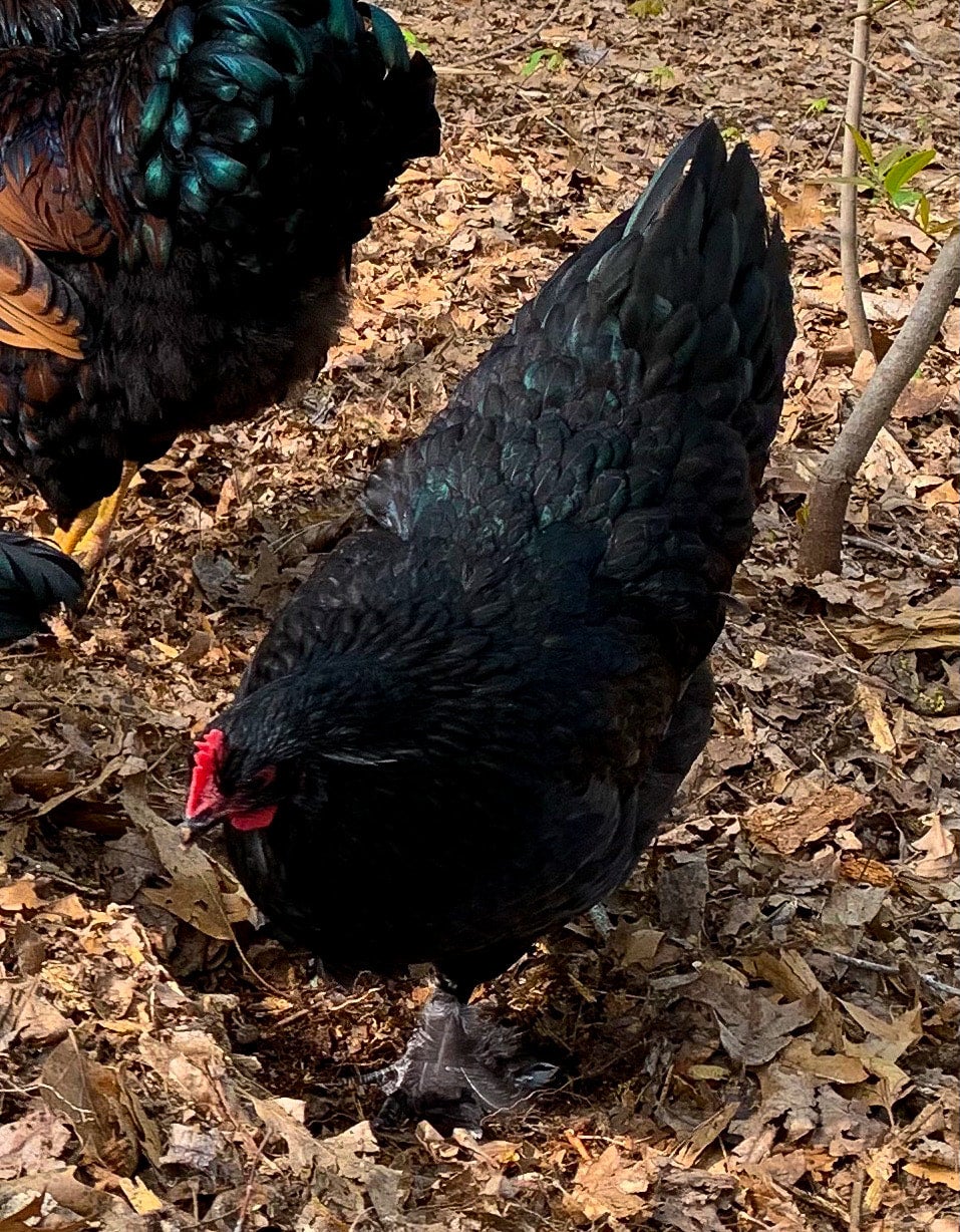 easter egger eggs for hatching