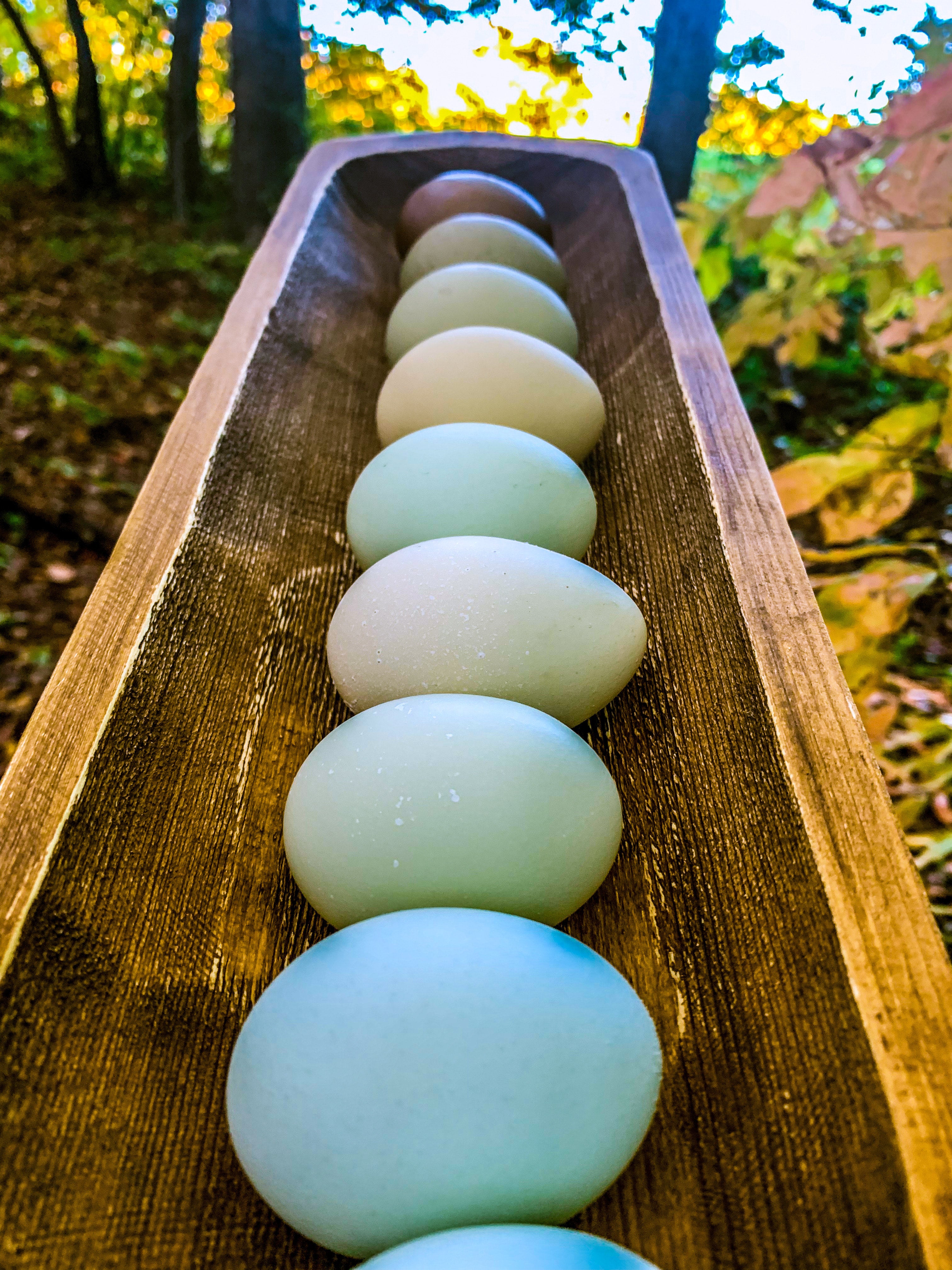 easter egger eggs for hatching