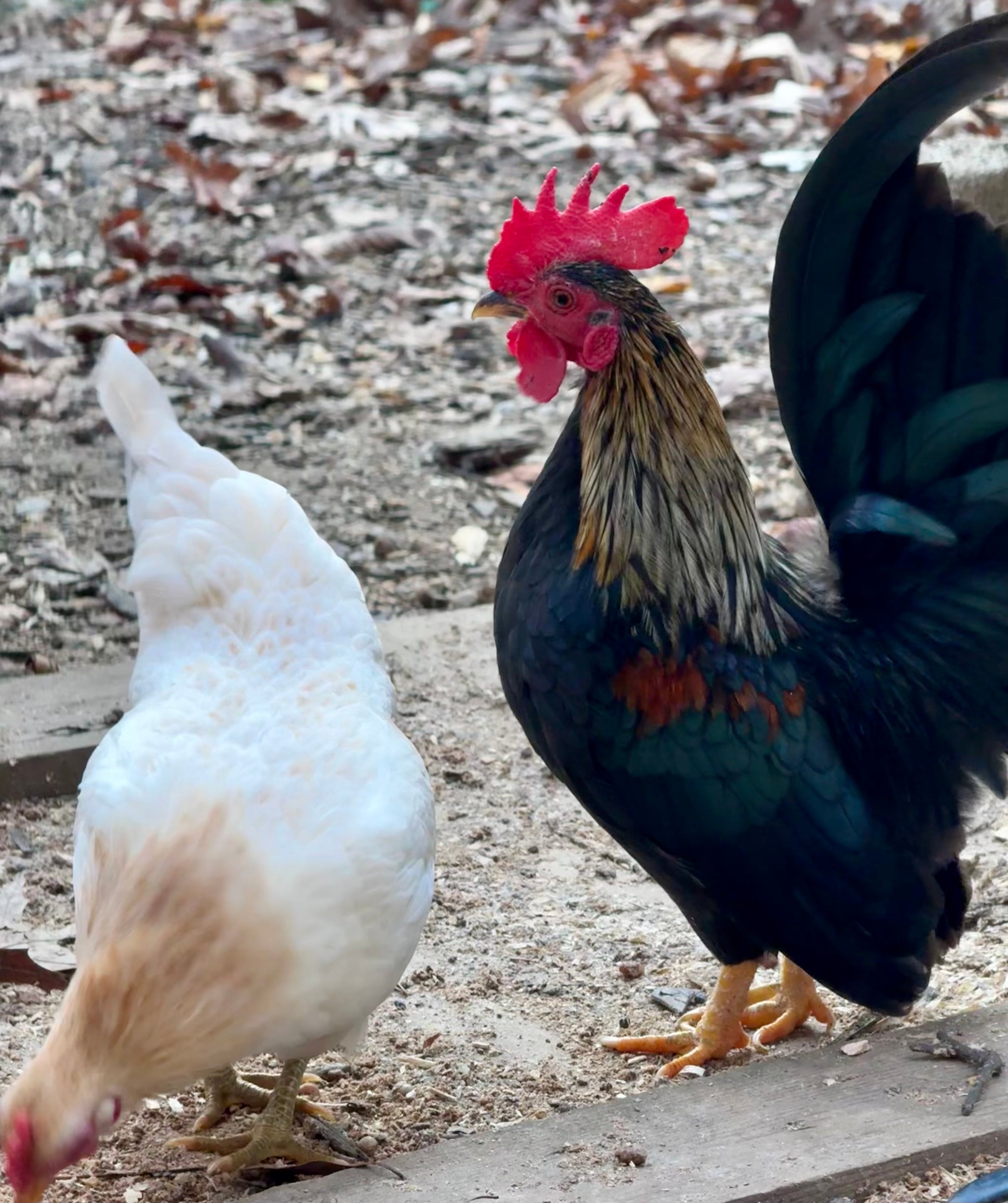 serama eggs per year