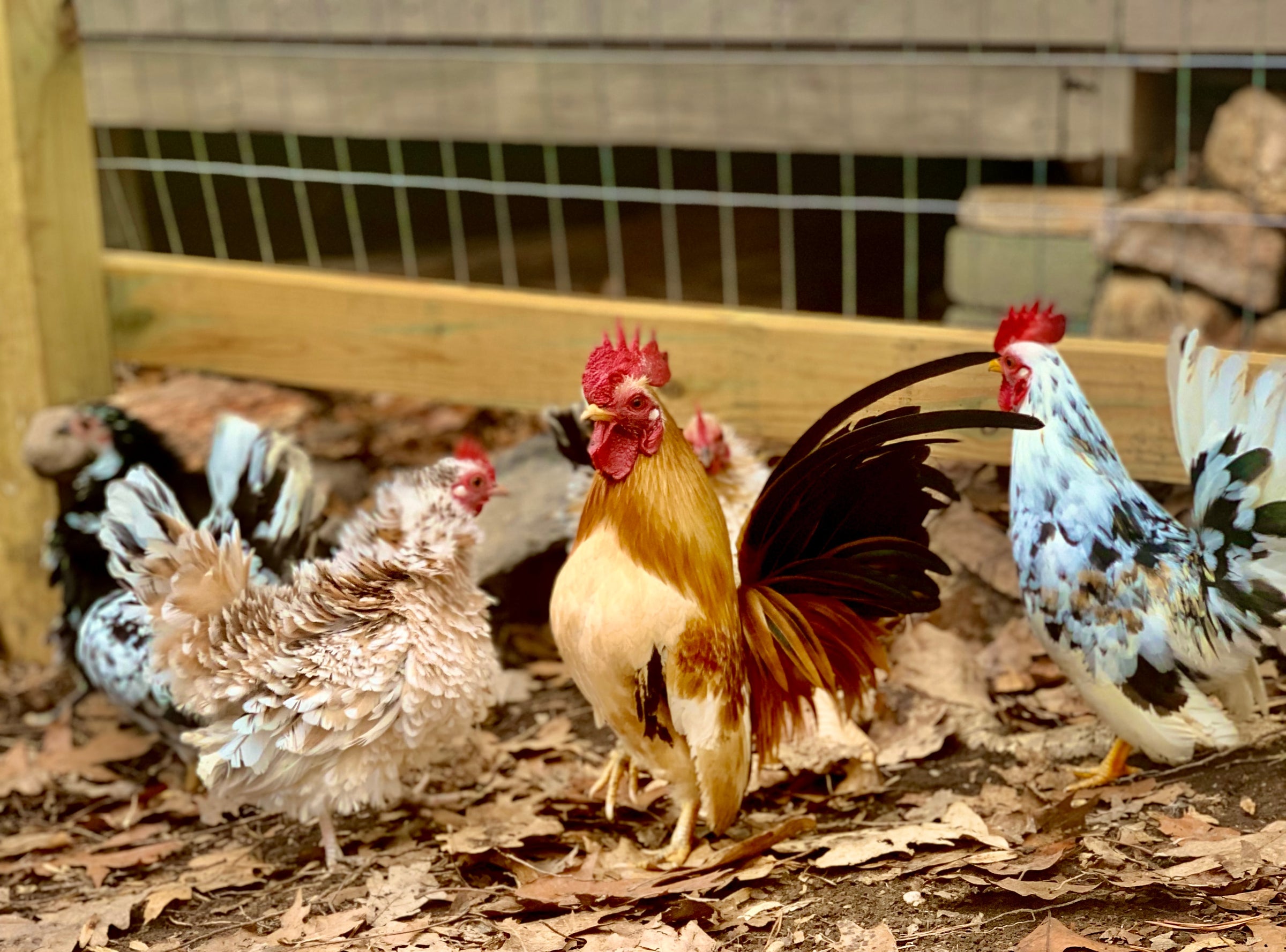 serama eggs per year