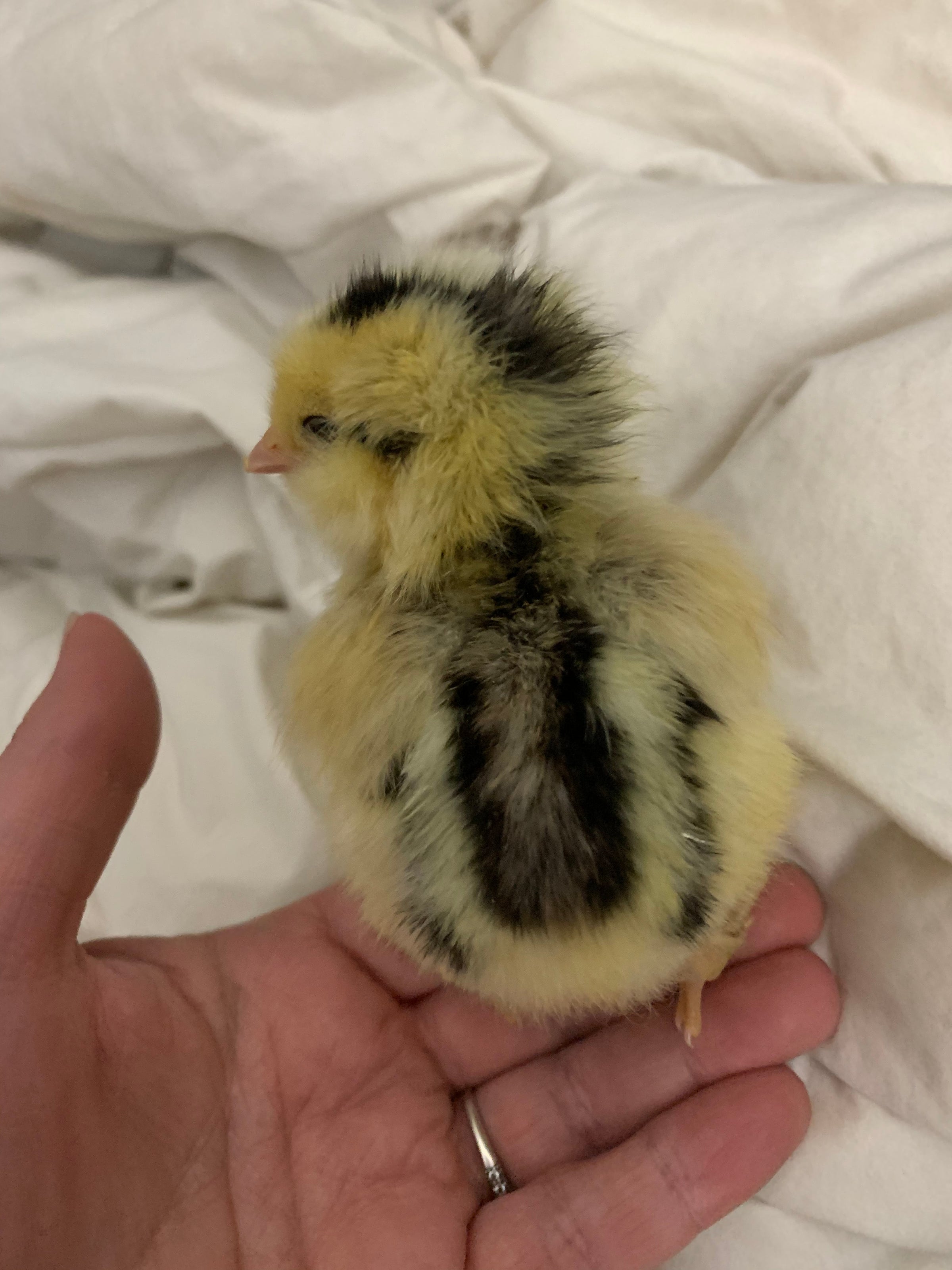 yellow easter egger chicks