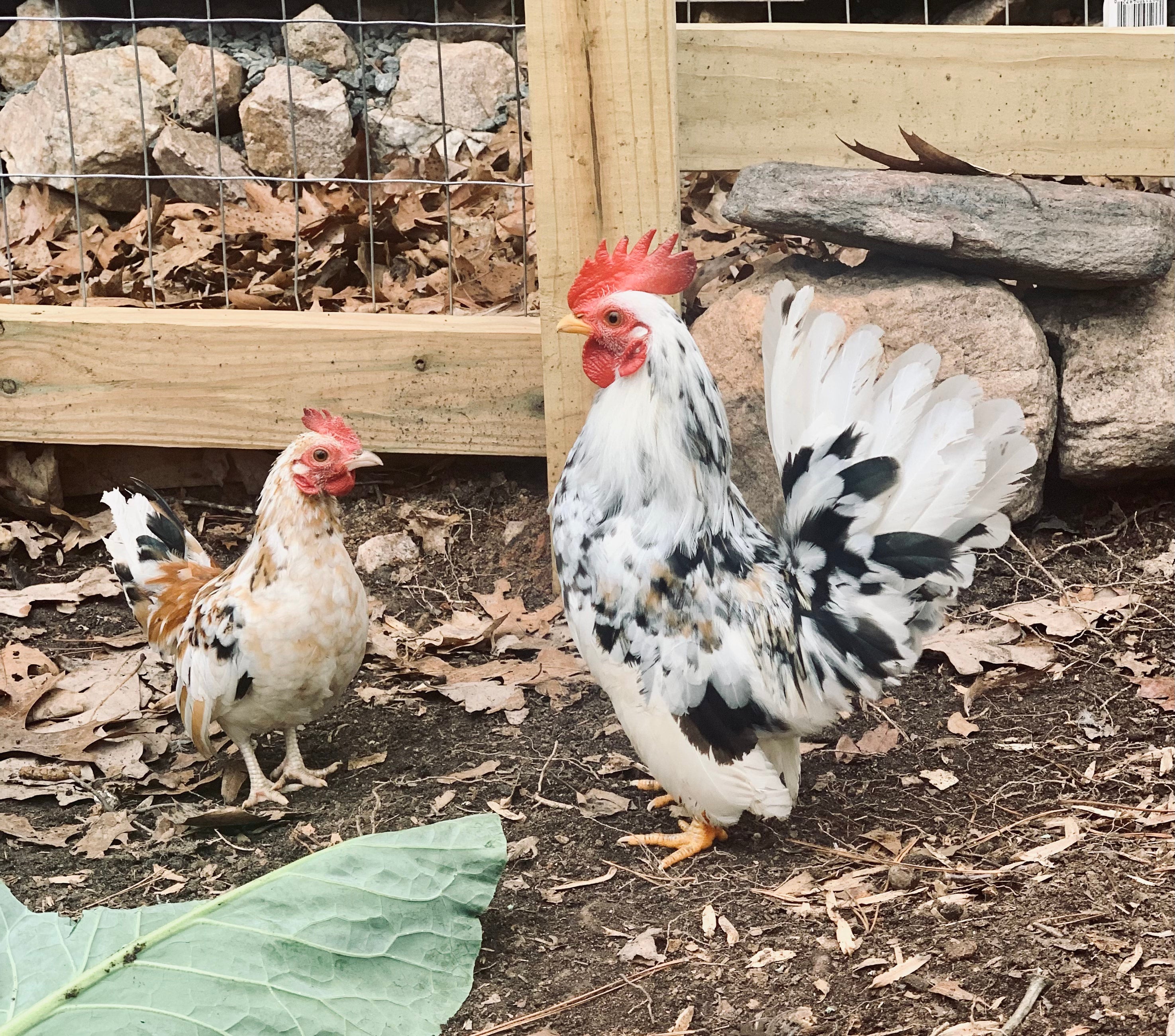 serama eggs per year