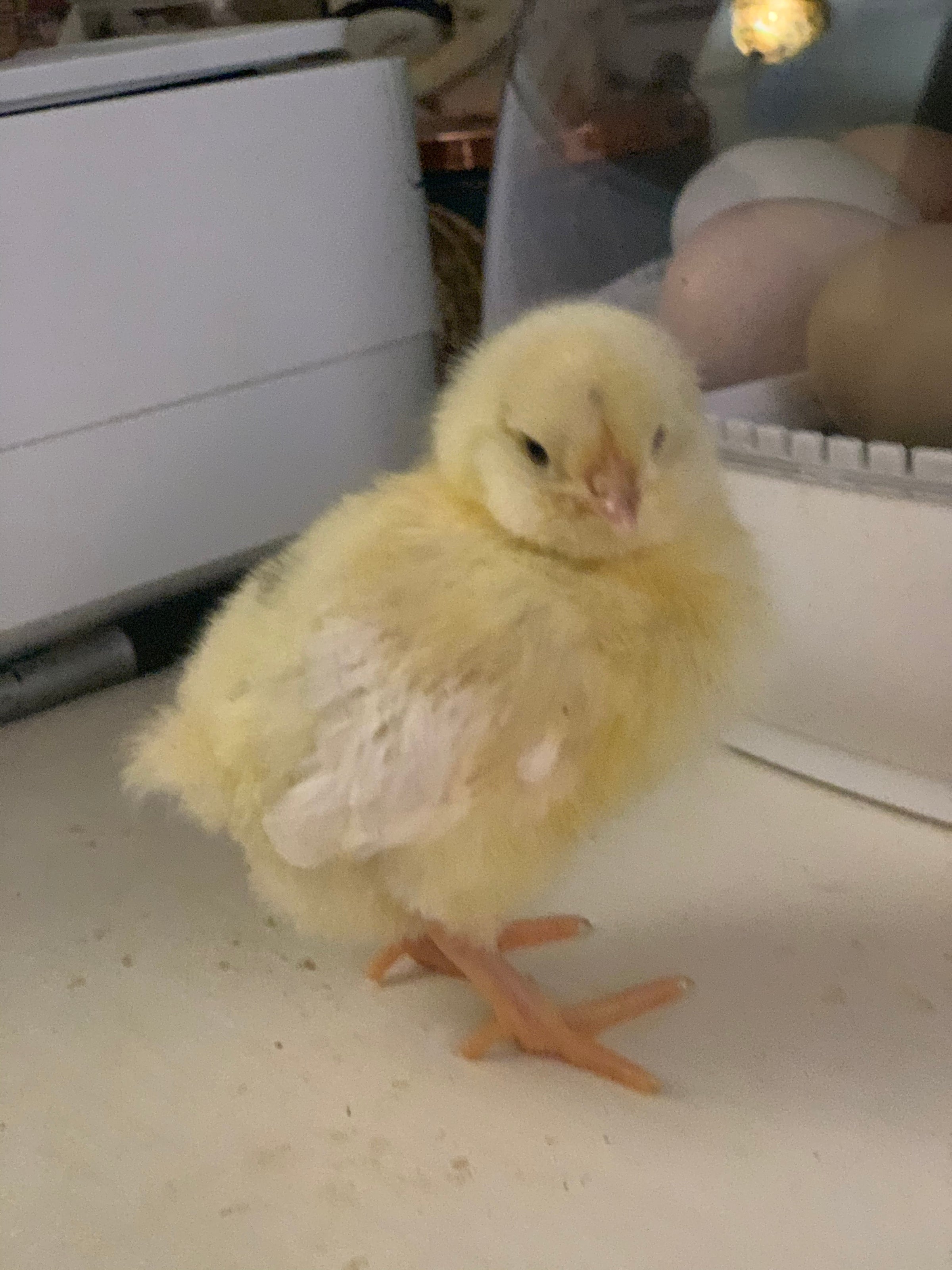 yellow easter egger