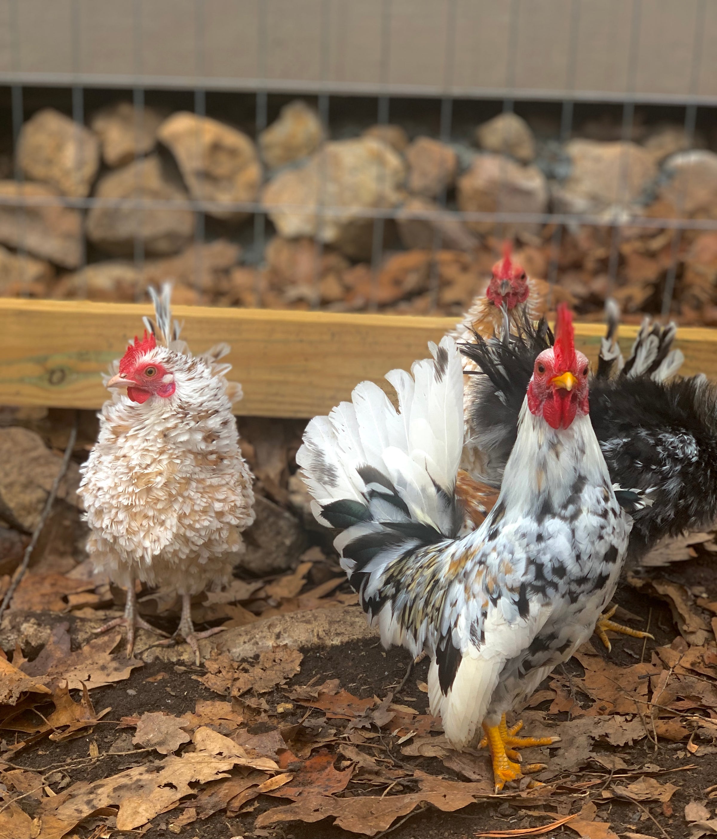 serama eggs per year